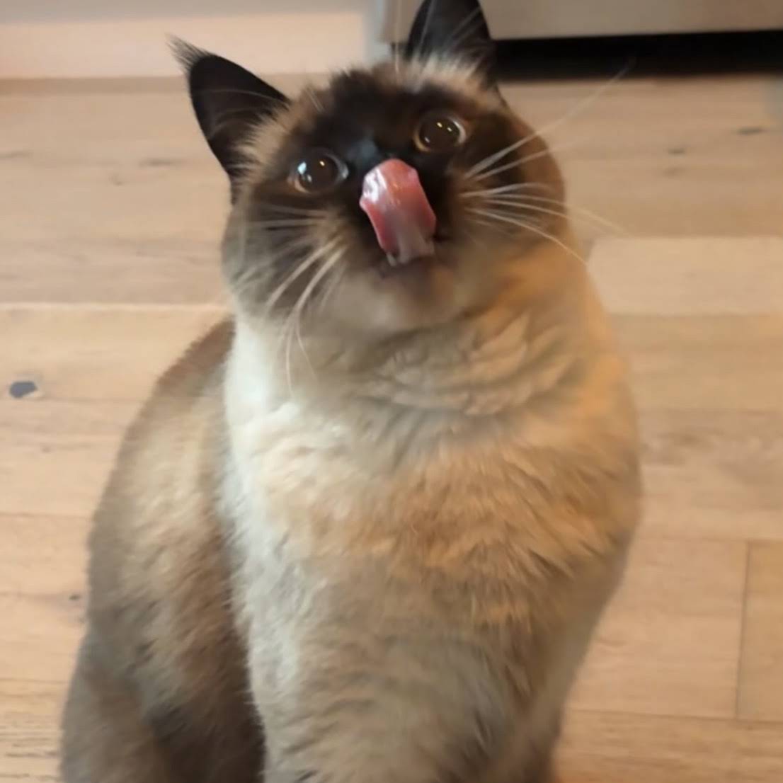 Post from Merv the Cat (...& Chad)