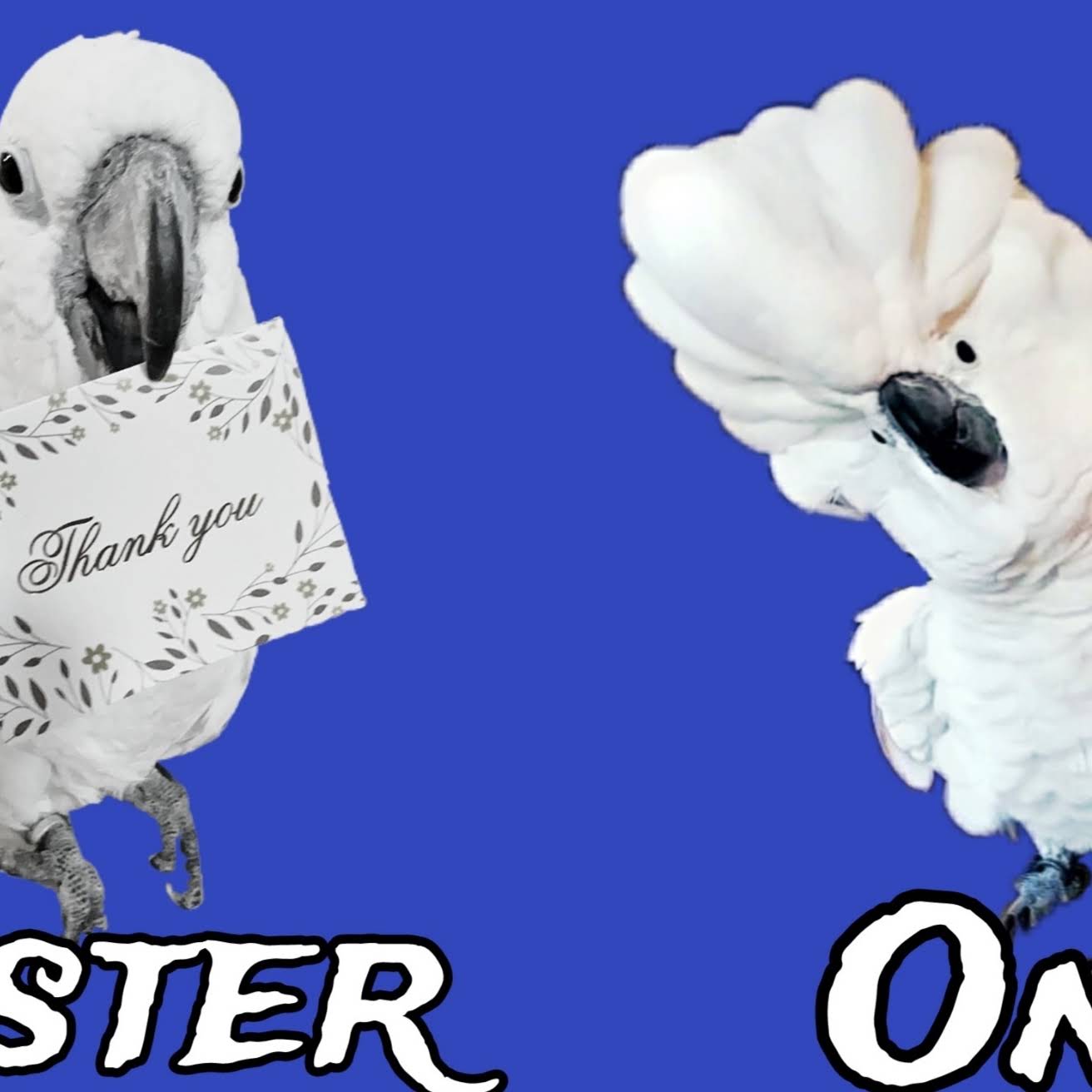 Post from Buster The Cockatoo