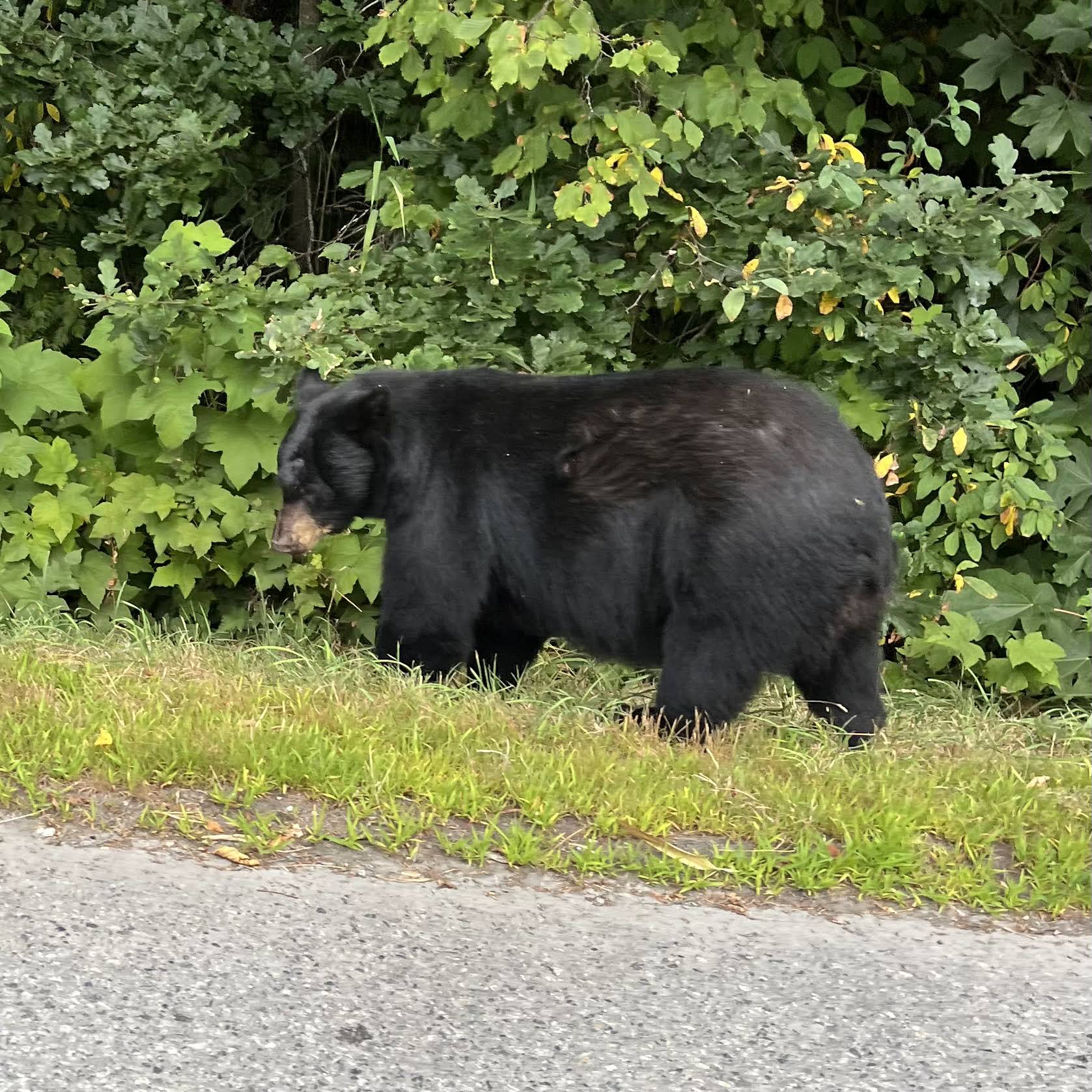 Post from Less Lethal for Dummies