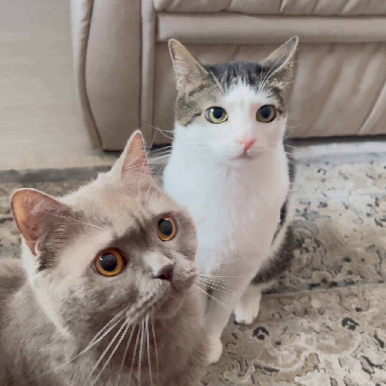 Post from Crunchycat