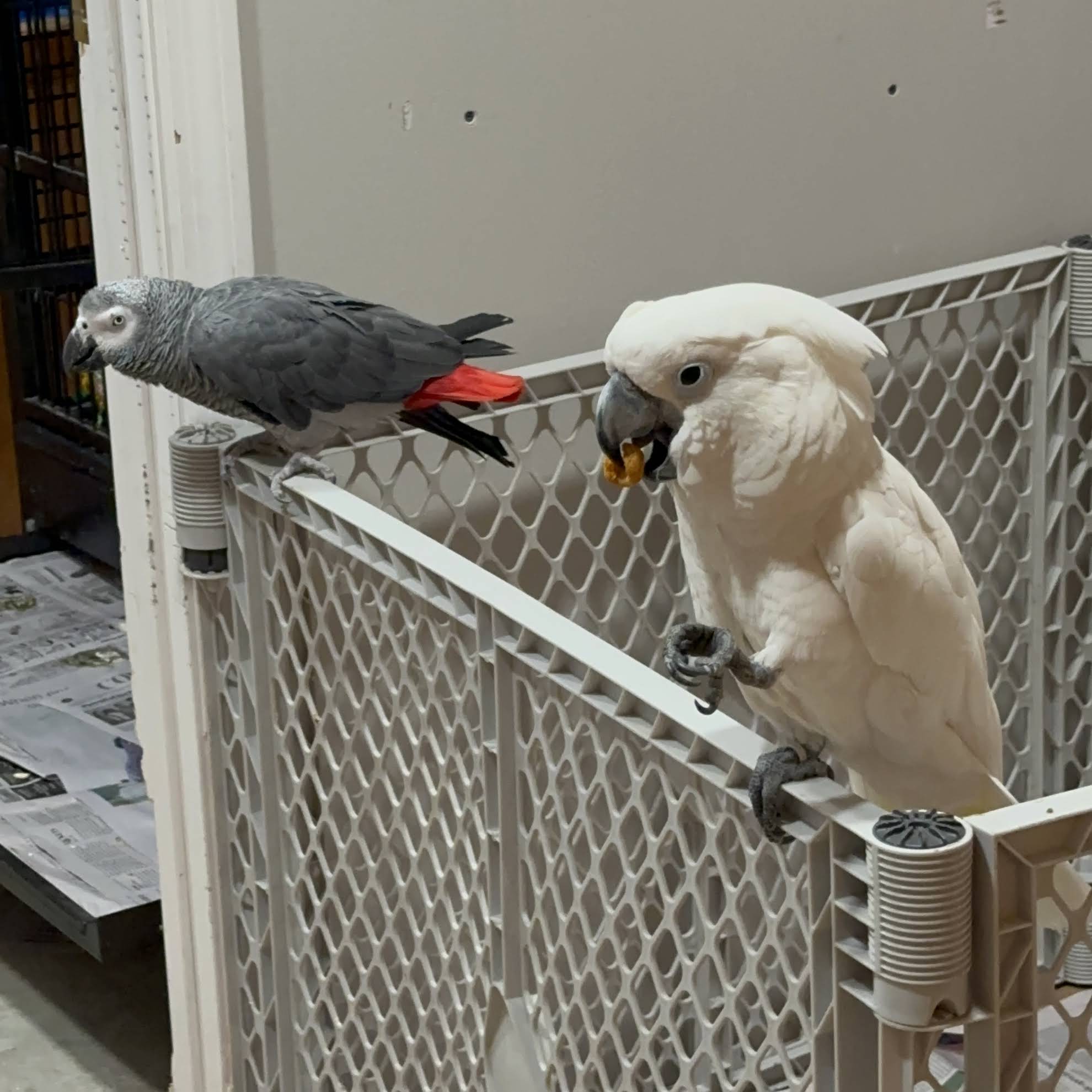 Post from Buster The Cockatoo