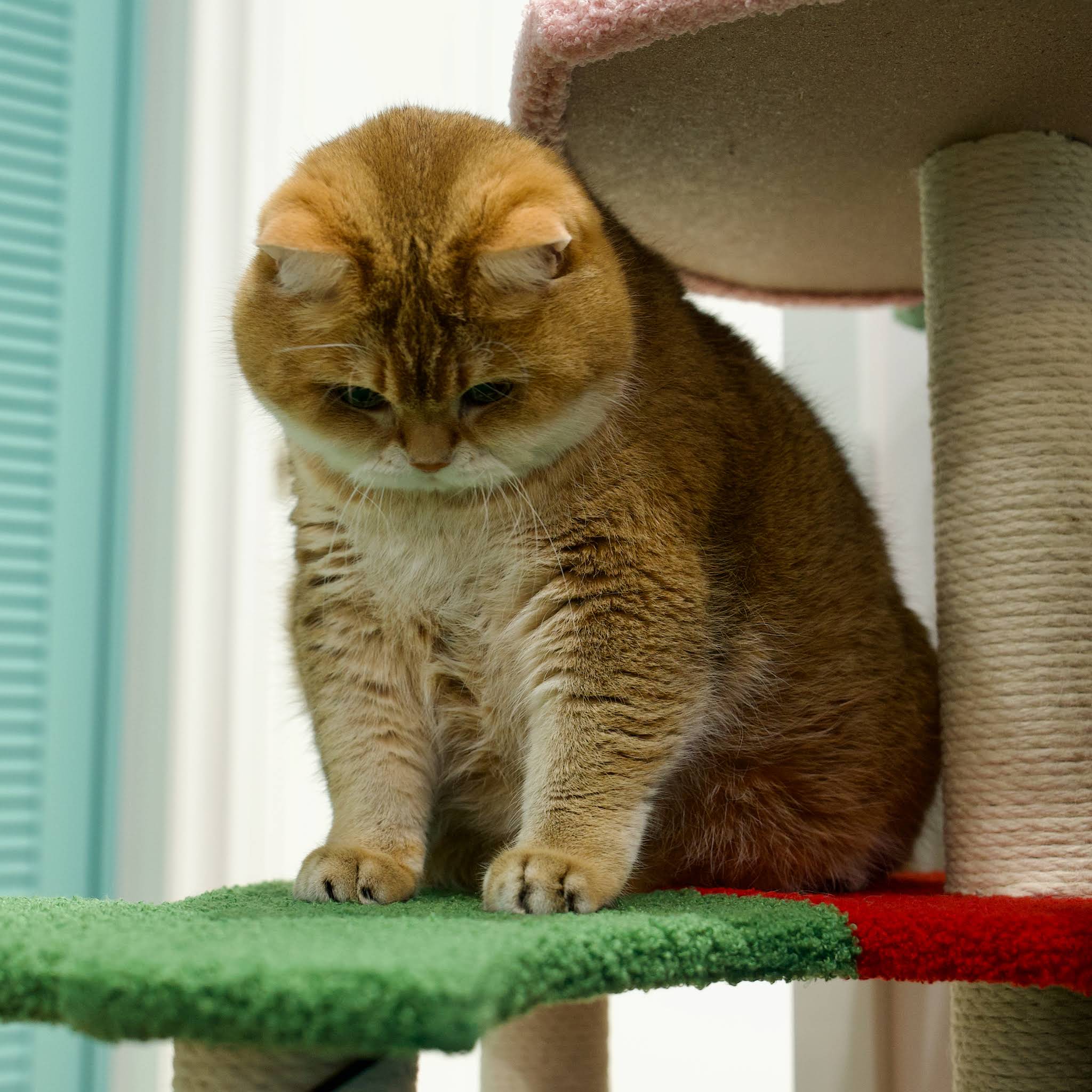 Post from Hosico Cat