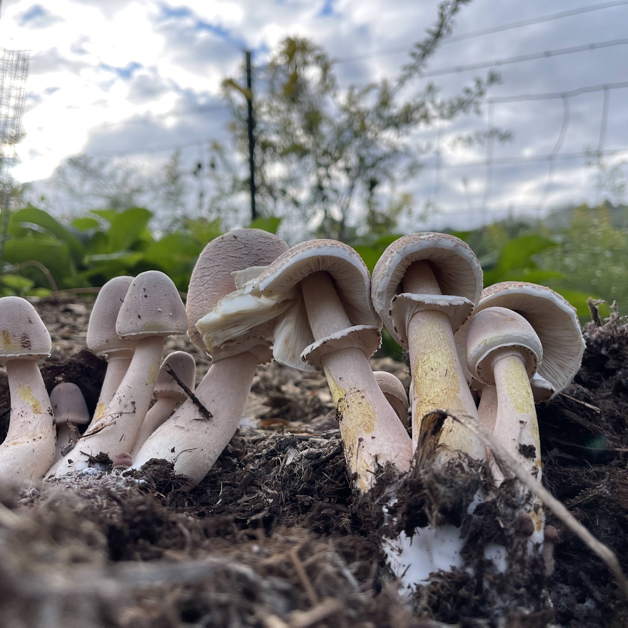 Post from Perma Pastures Farm