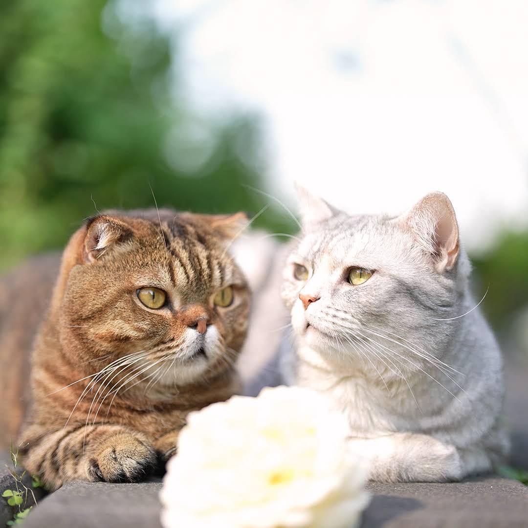 Post from Claire Luvcat