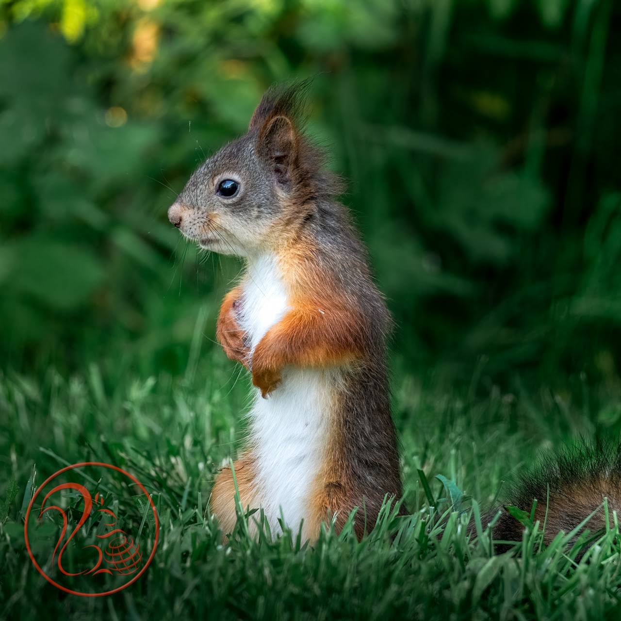 Post from Red Squirrel Studios