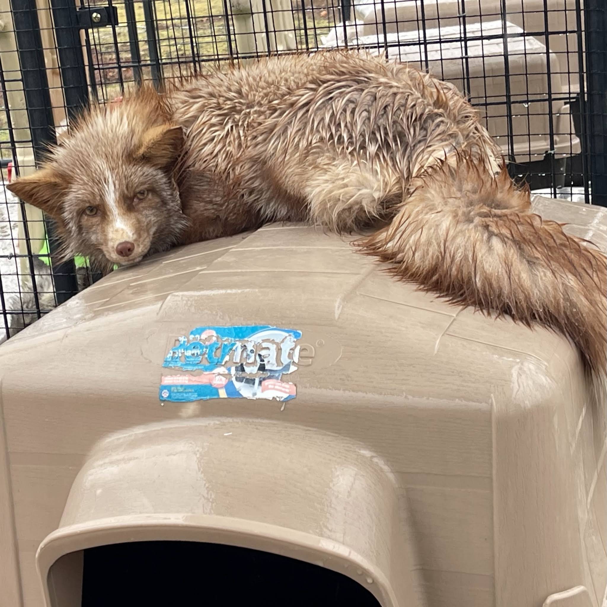 Post from Clevyr Creatures Fox Sanctuary