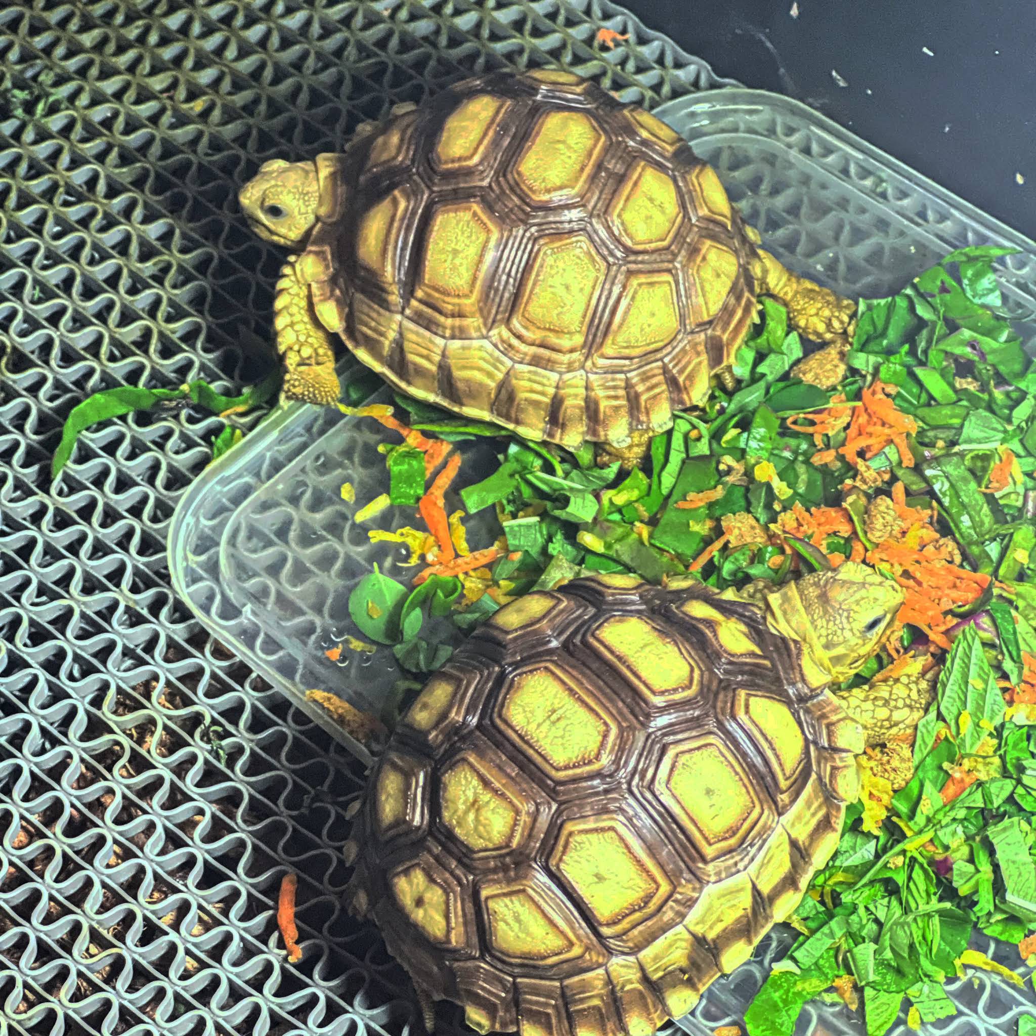 Post from Oxin Films