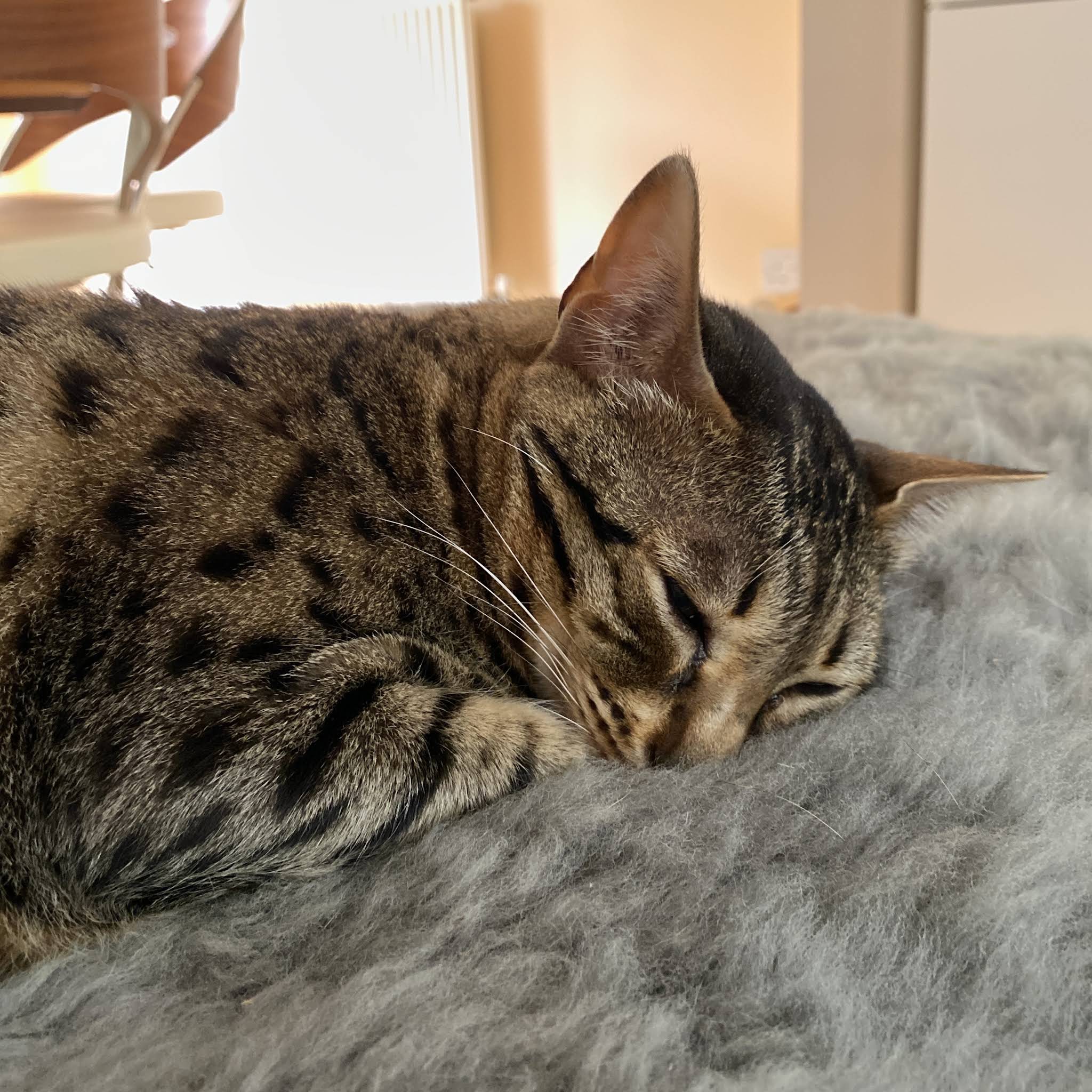 Post from Paws Indoors