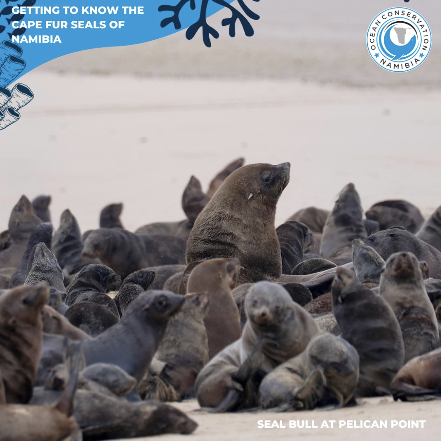 Post from Ocean Conservation Namibia