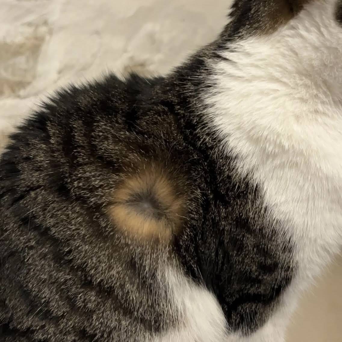 Post from Crunchycat
