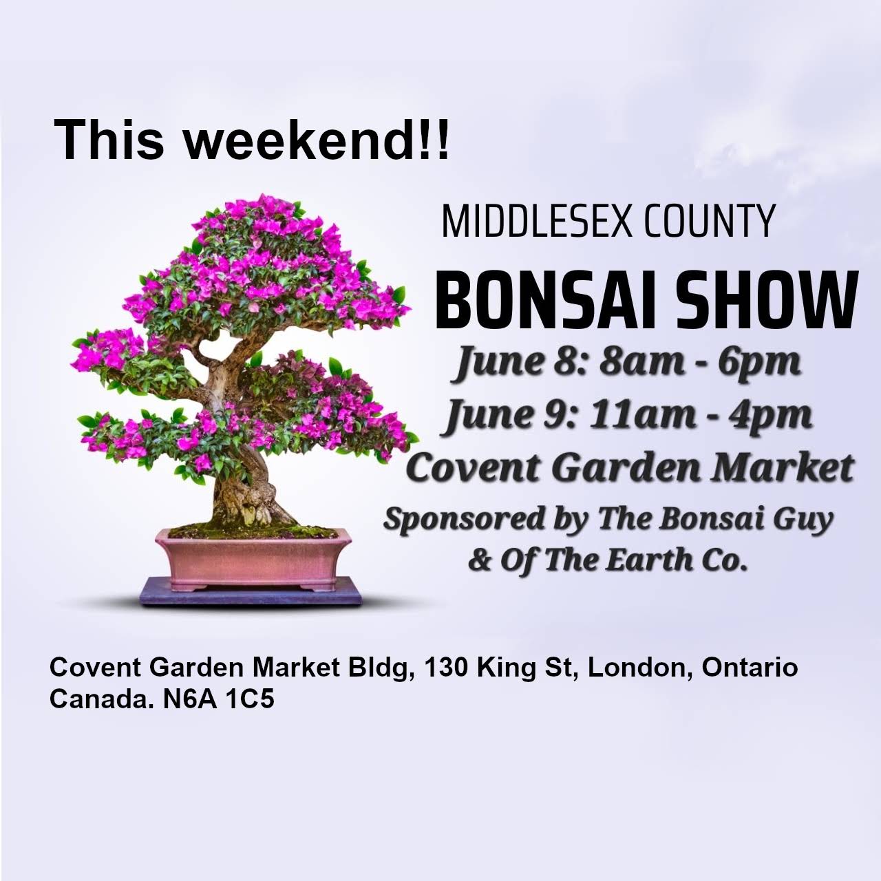 Post from Nigel Saunders, The Bonsai Zone