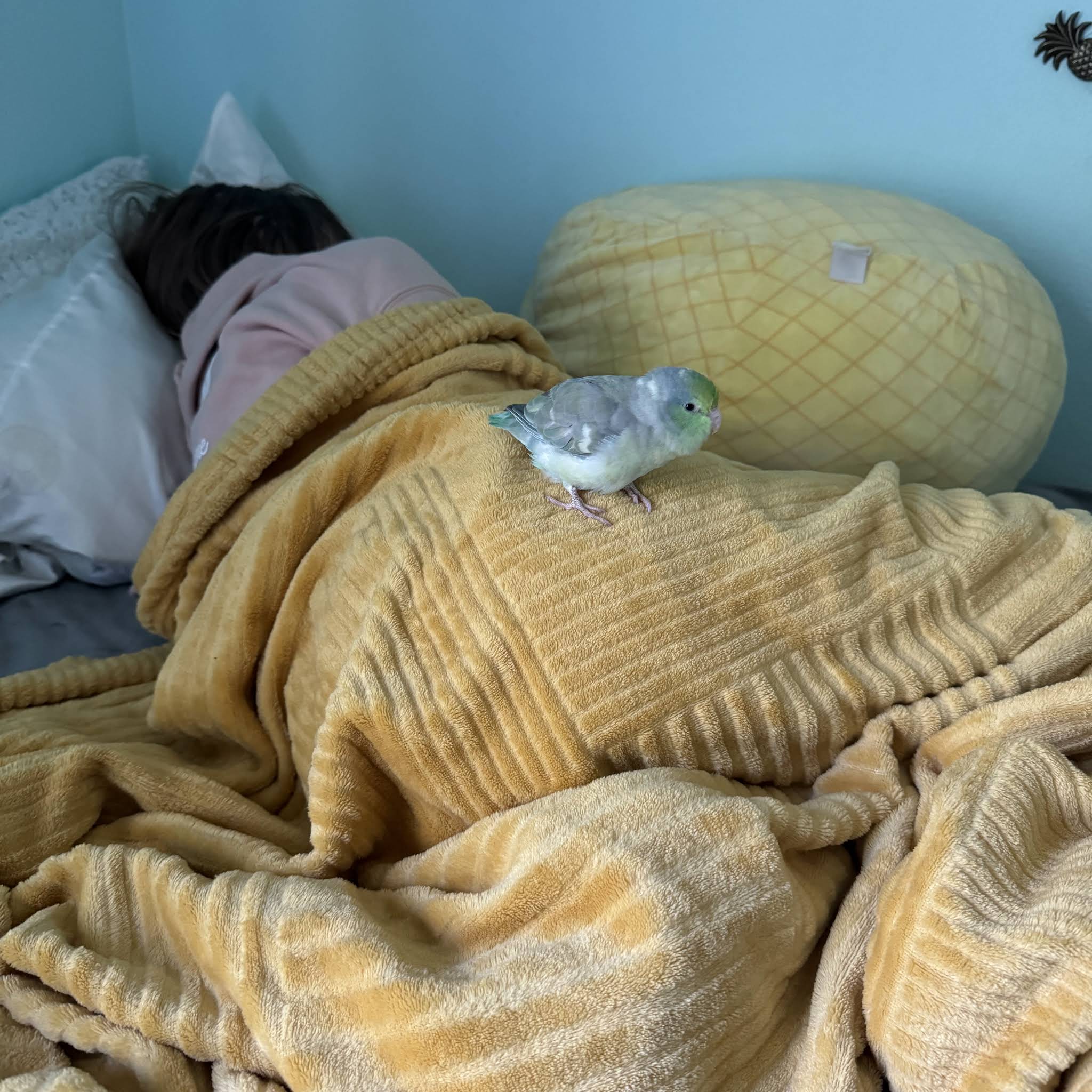 Post from BirdTricks KIDS