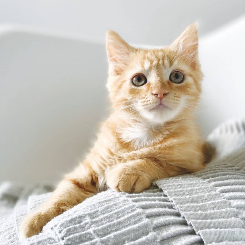 Post from Oh Charlie Cat