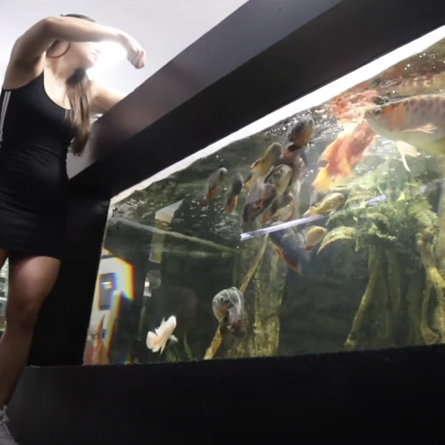 Aquarium Enthusiasts Community | Your Link to the FishFam | fishfam.link