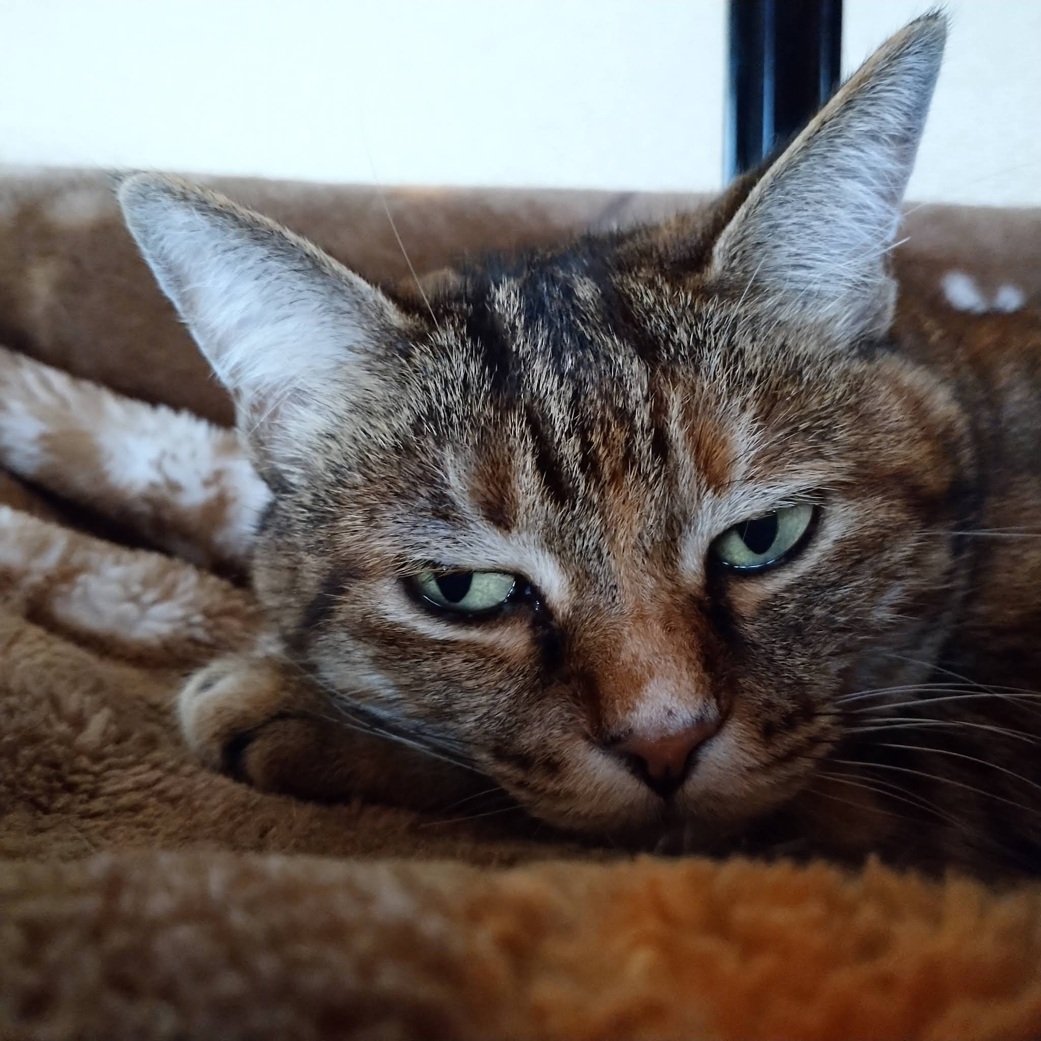 Post from cinnamon mon