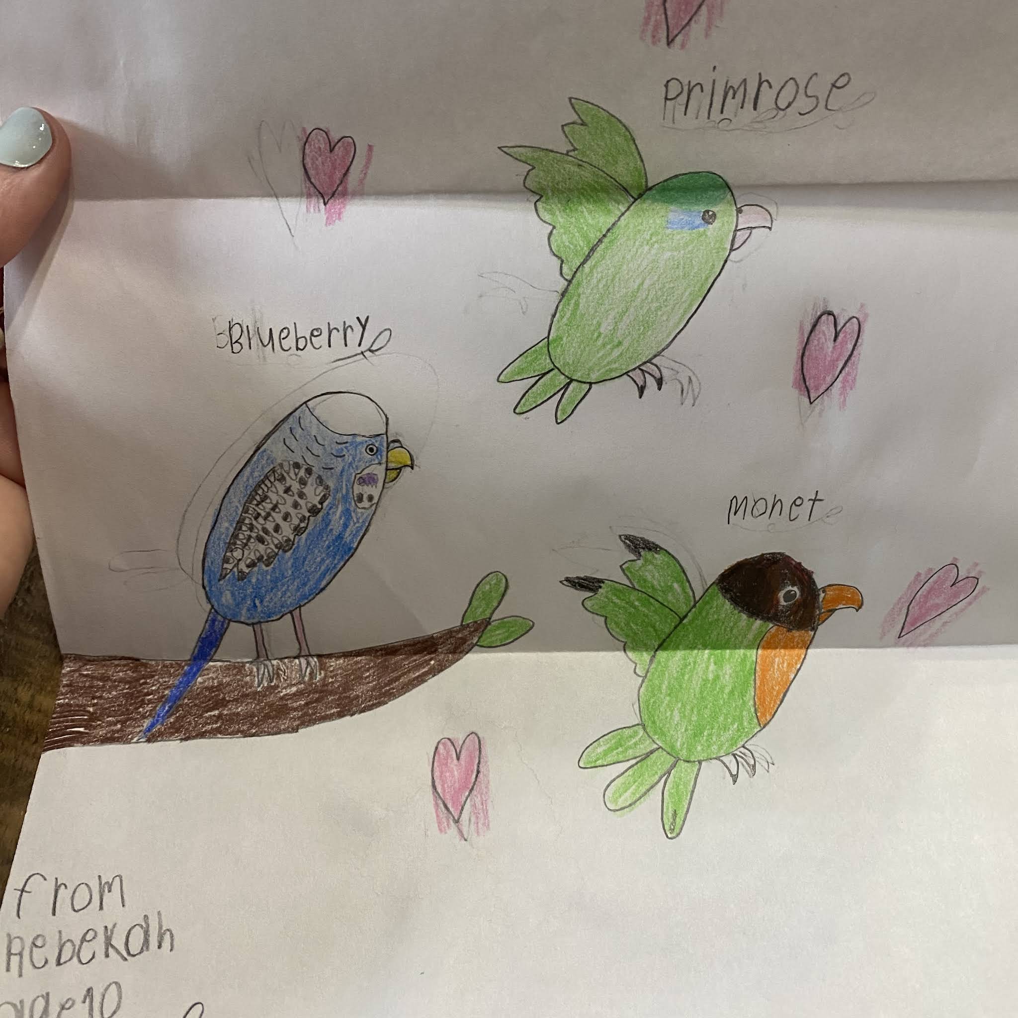 Post from BirdTricks KIDS