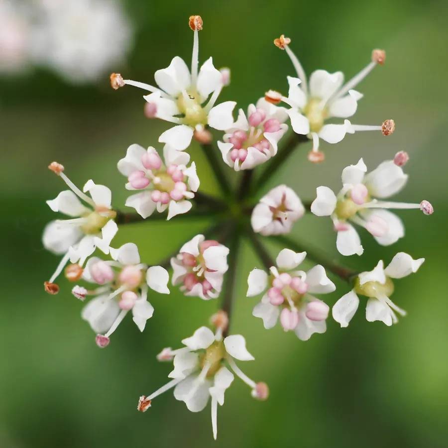 Post from tenten japan enka channel