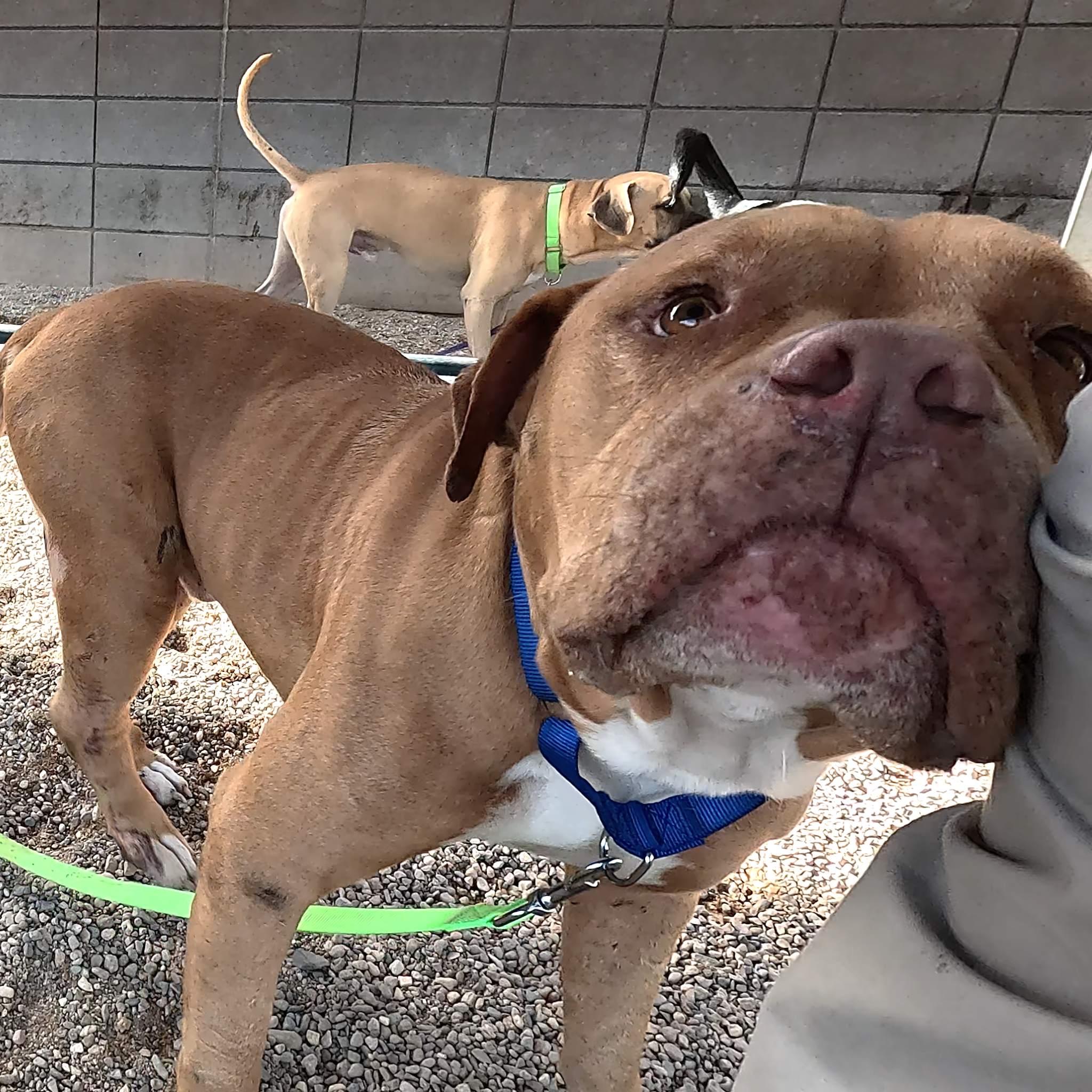 Post from Dog PlayGroup Stories