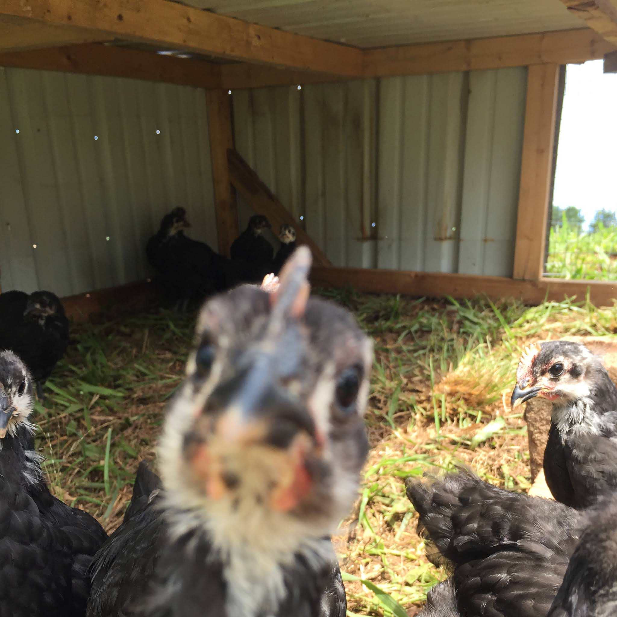Post from The Hollar Homestead