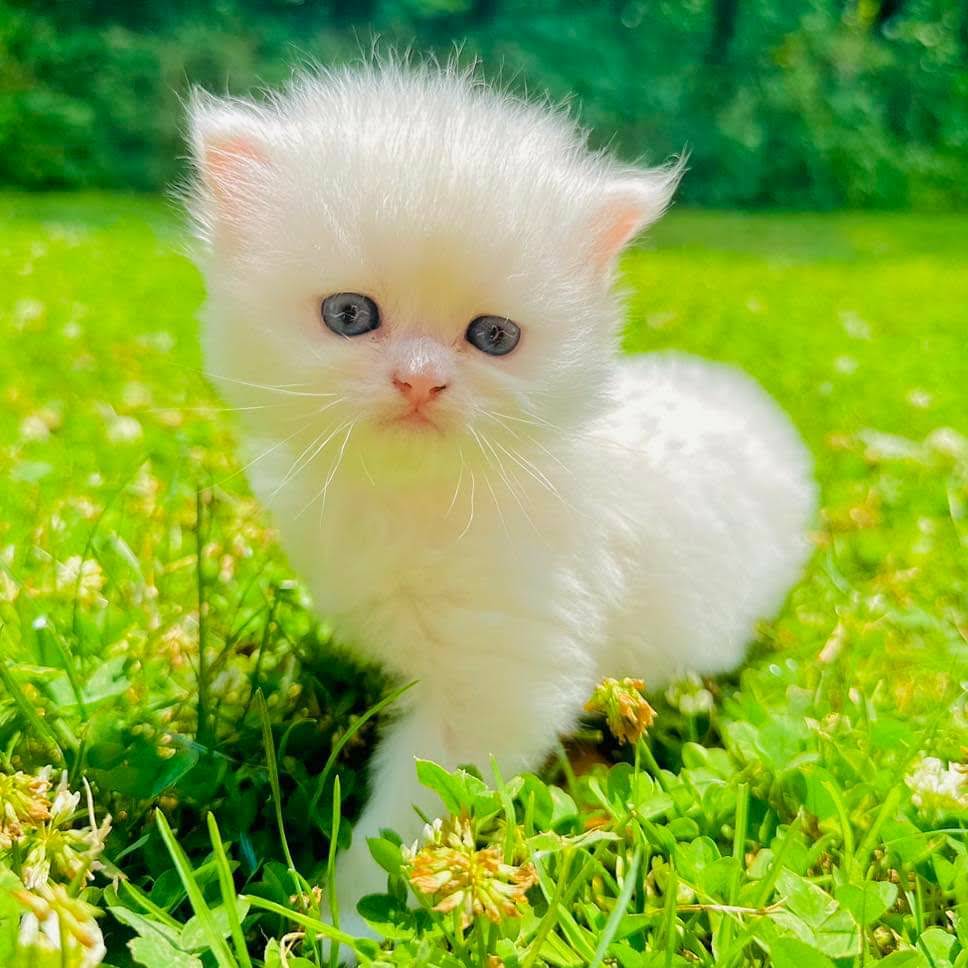 Post from Pretty Kittens