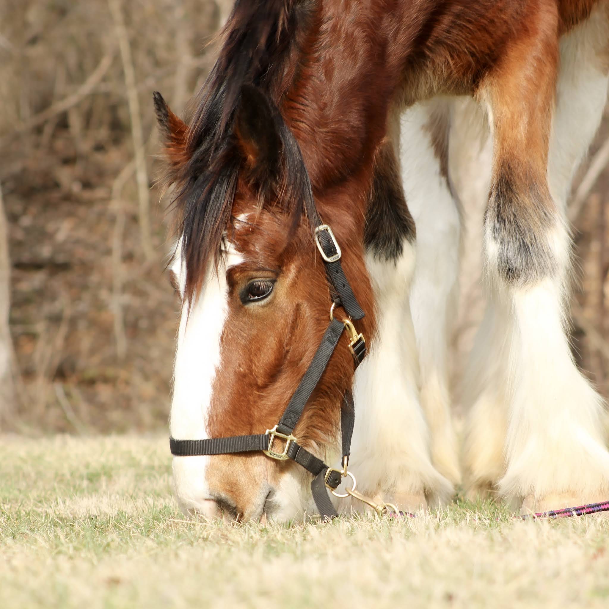 Post from Homestead Horsemanship