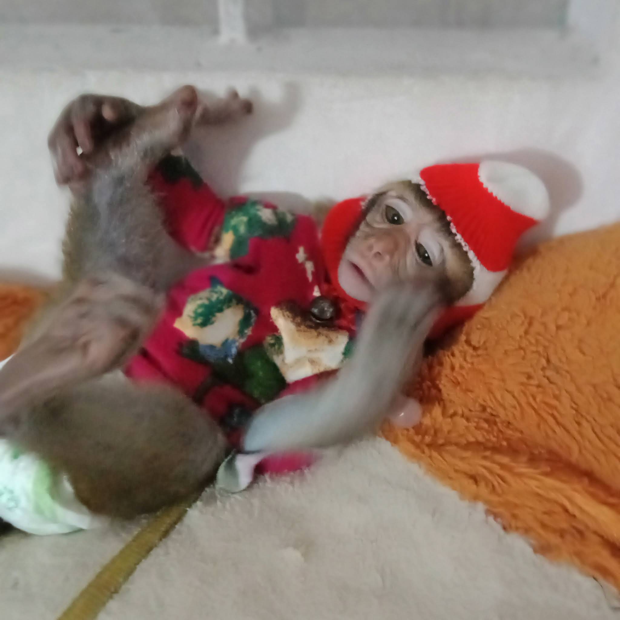 Post from Monkey Ari