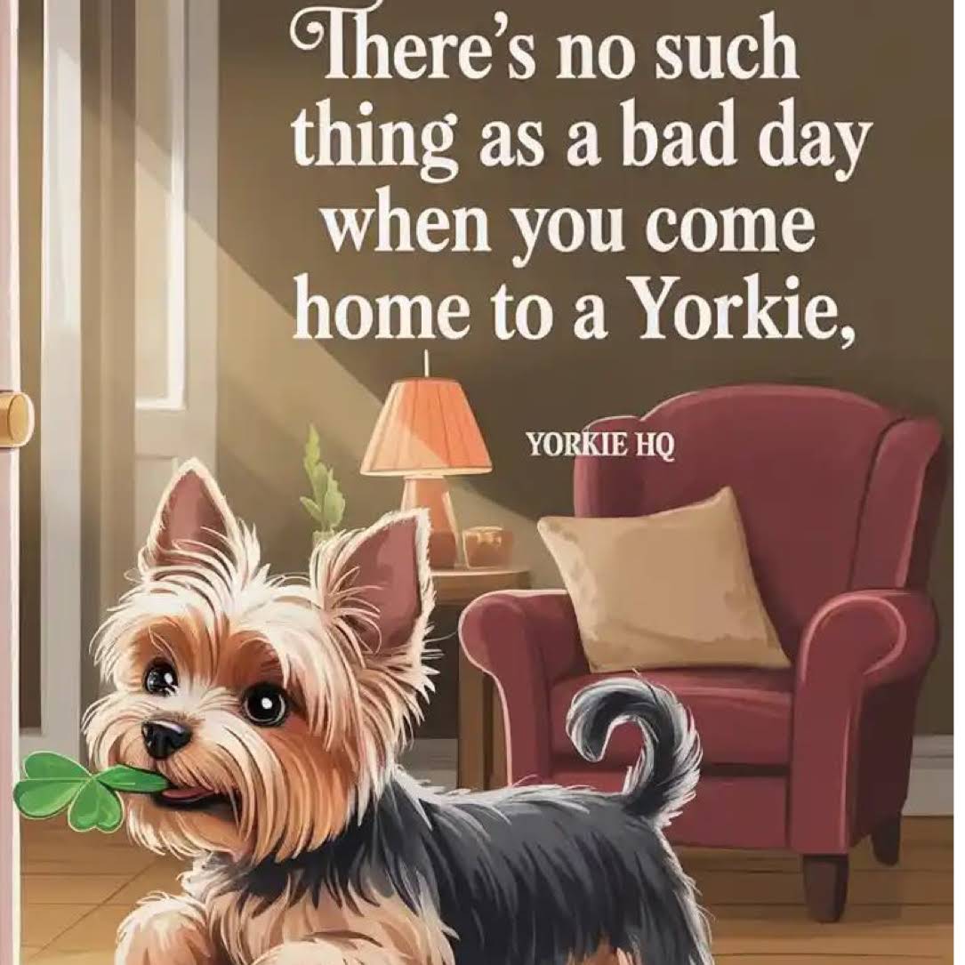 Post from KING THE YORKIE Official
