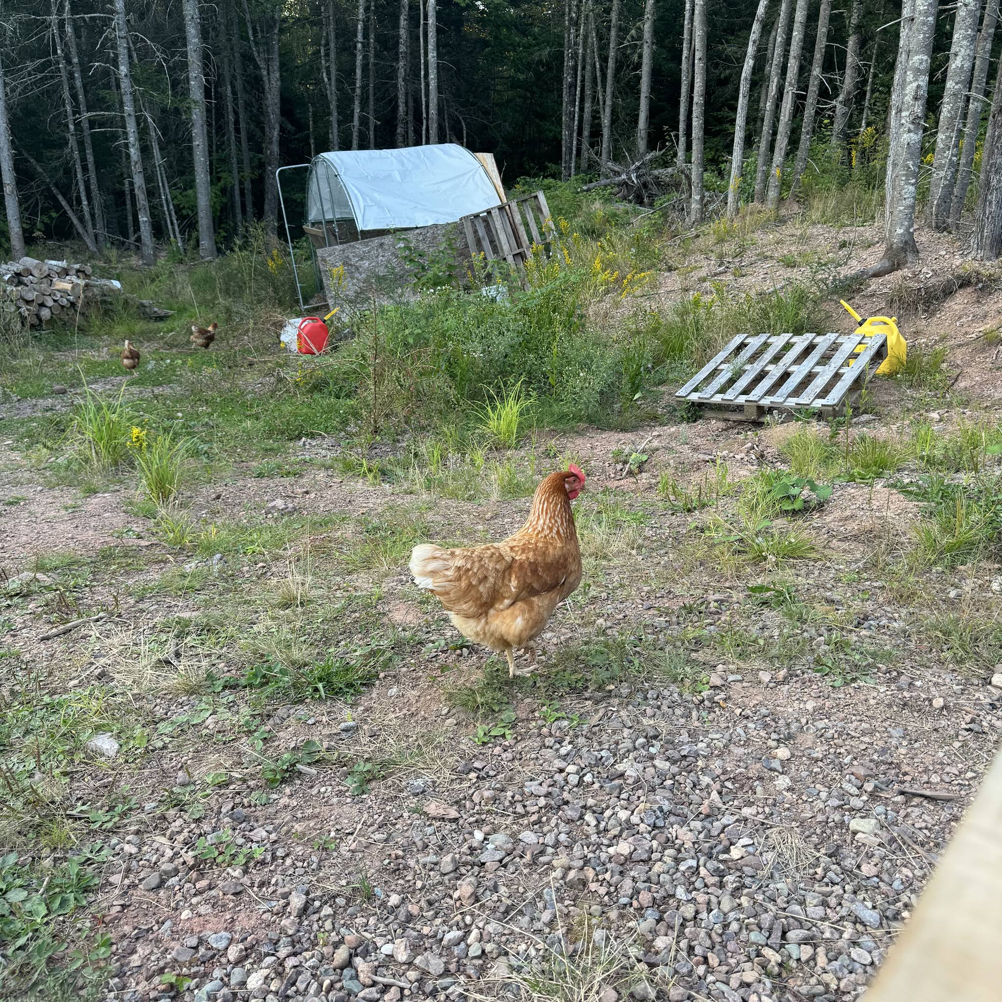 Post from MBF - Modern Homesteading