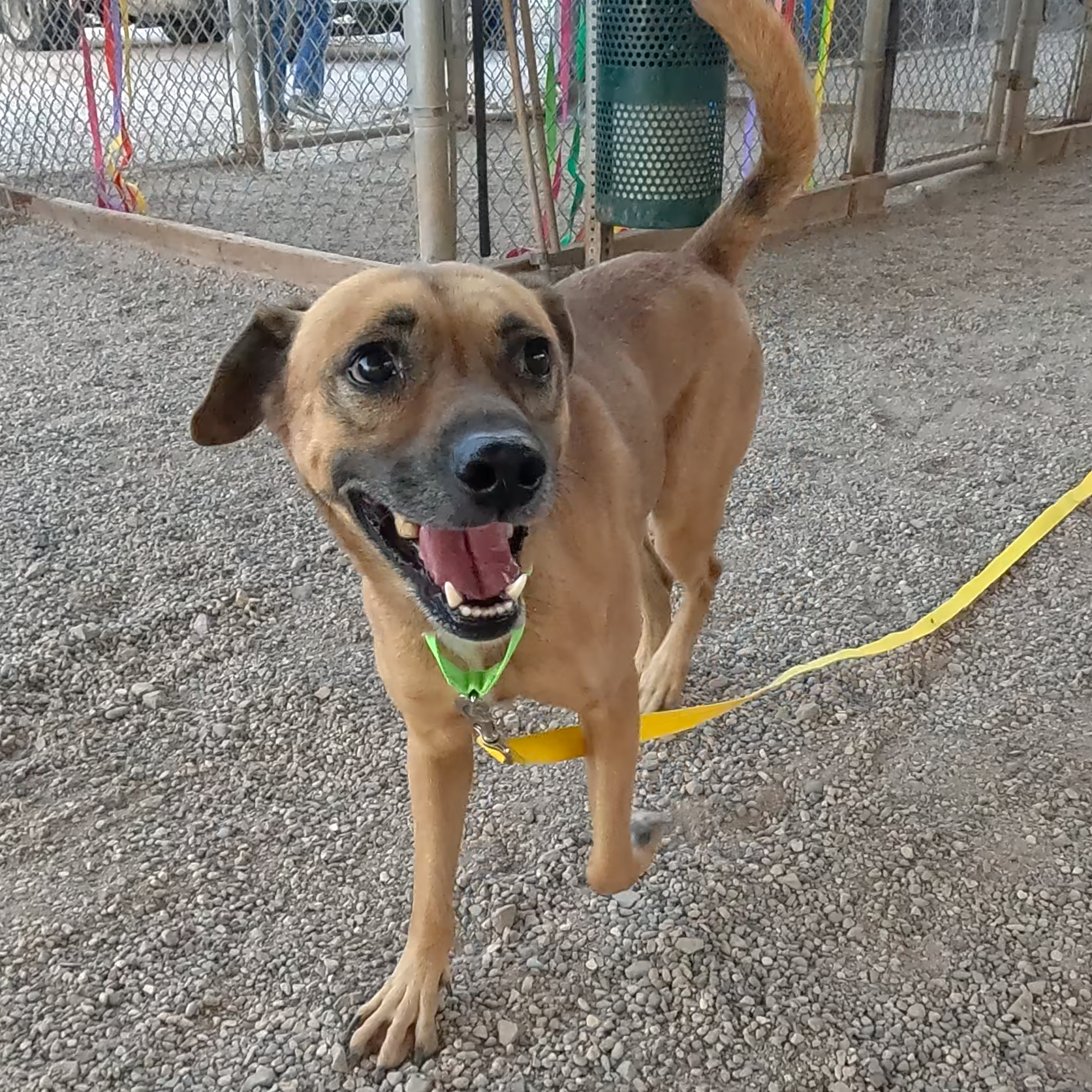 Post from Dog PlayGroup Stories
