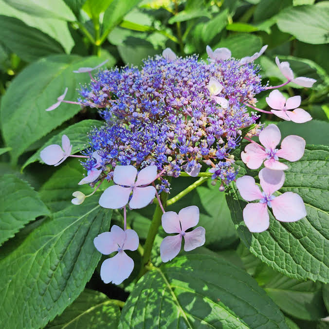 Post from Fran Blanche