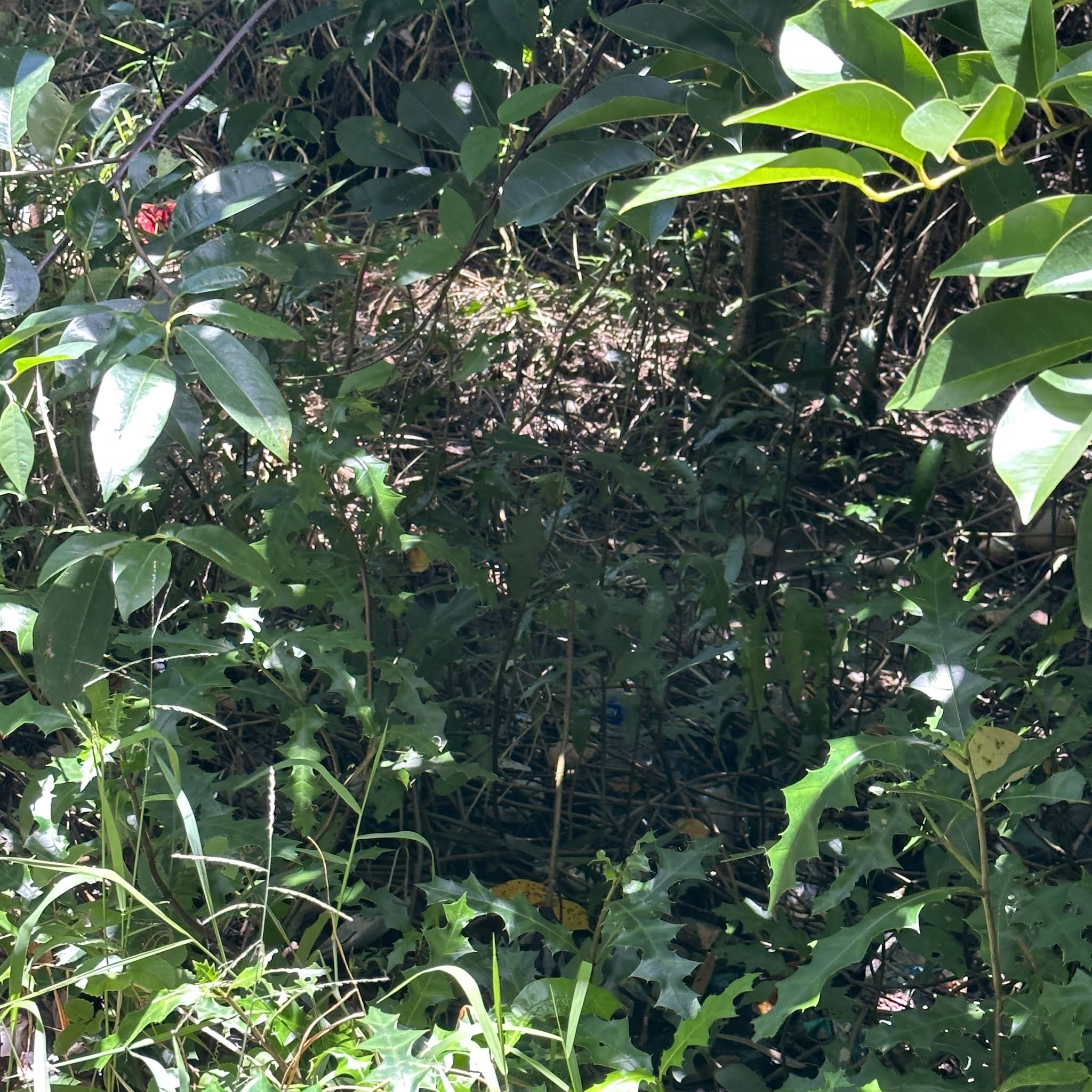 Post from ROD Min TV