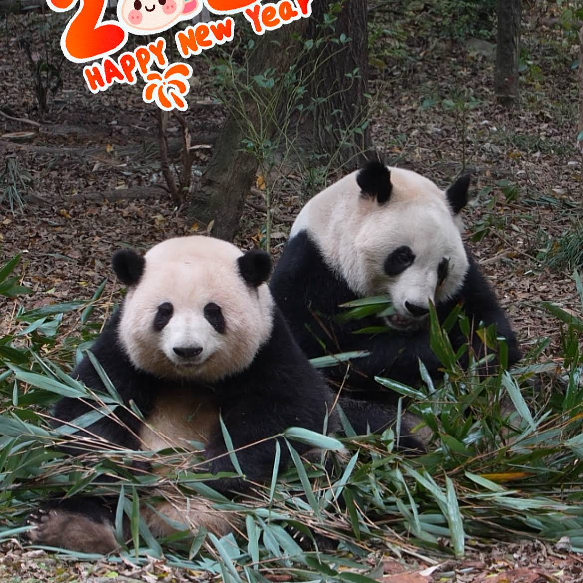 Post from 胖达日记 Hi Panda