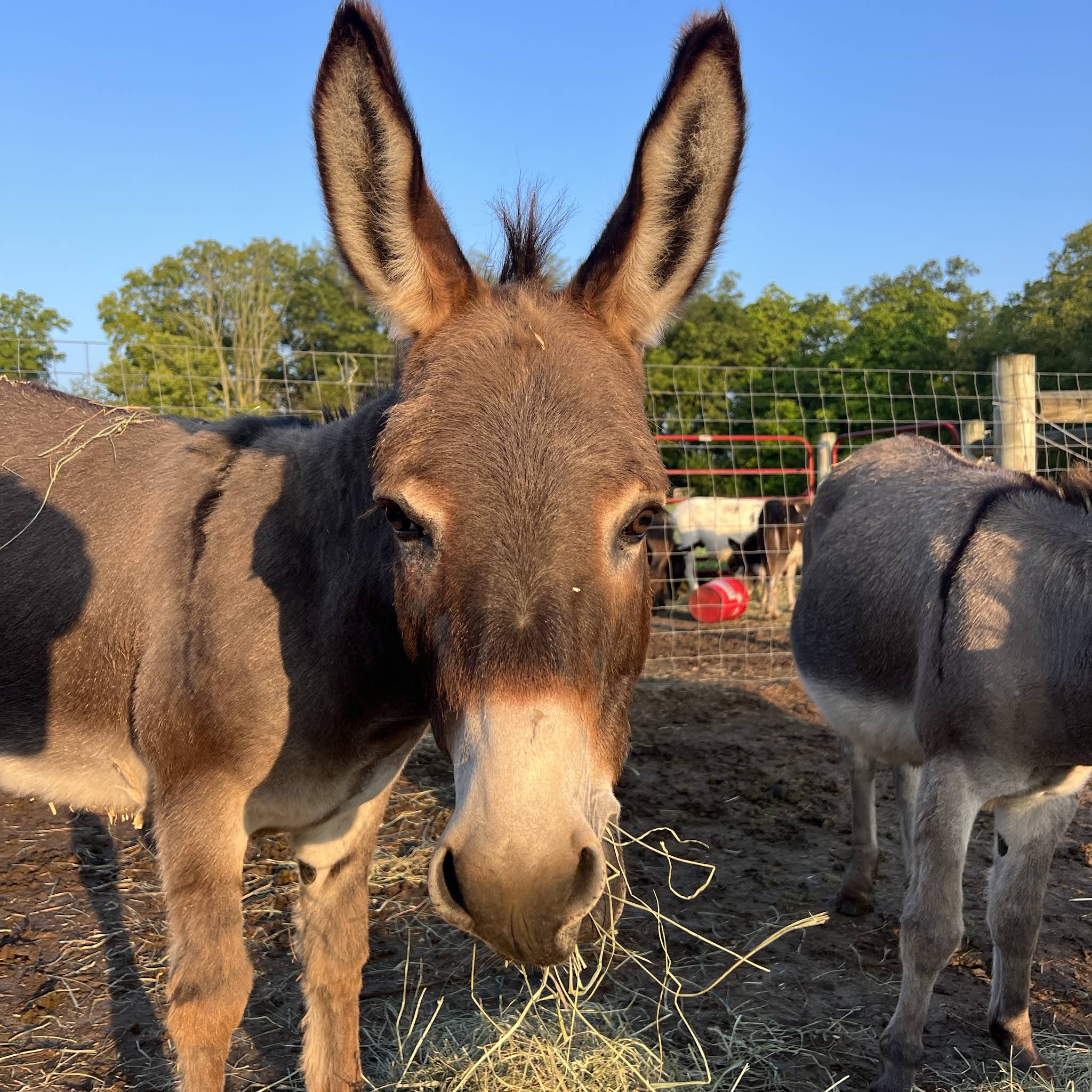 Post from One Happy Ass Farm