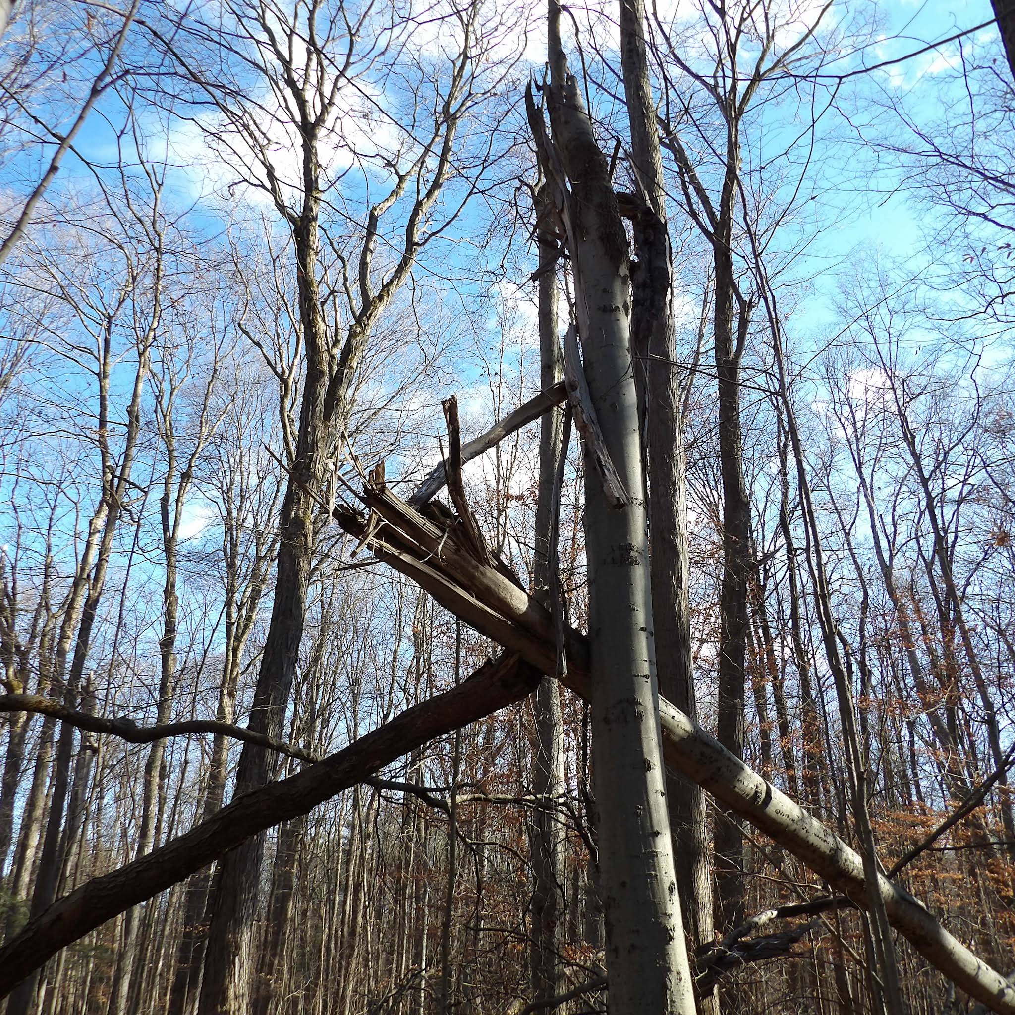 Post from Debra Mosley ~ Upstate, N.Y. Sabe