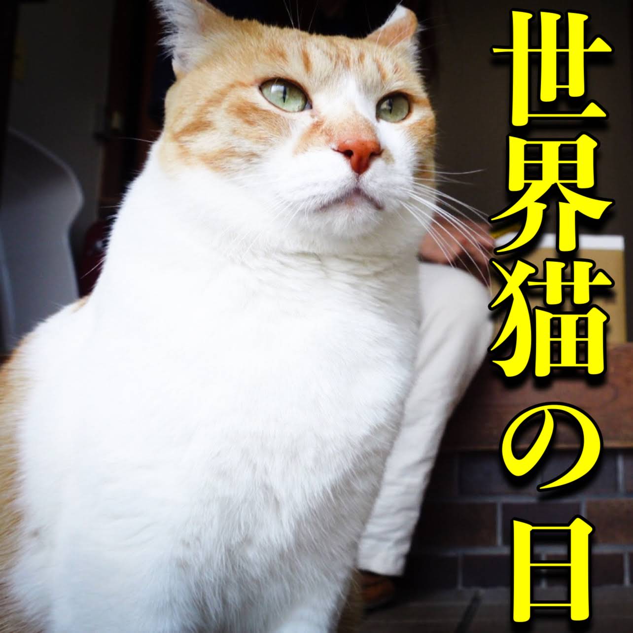 Post from How Chacha, a homeless cat ＆Rme