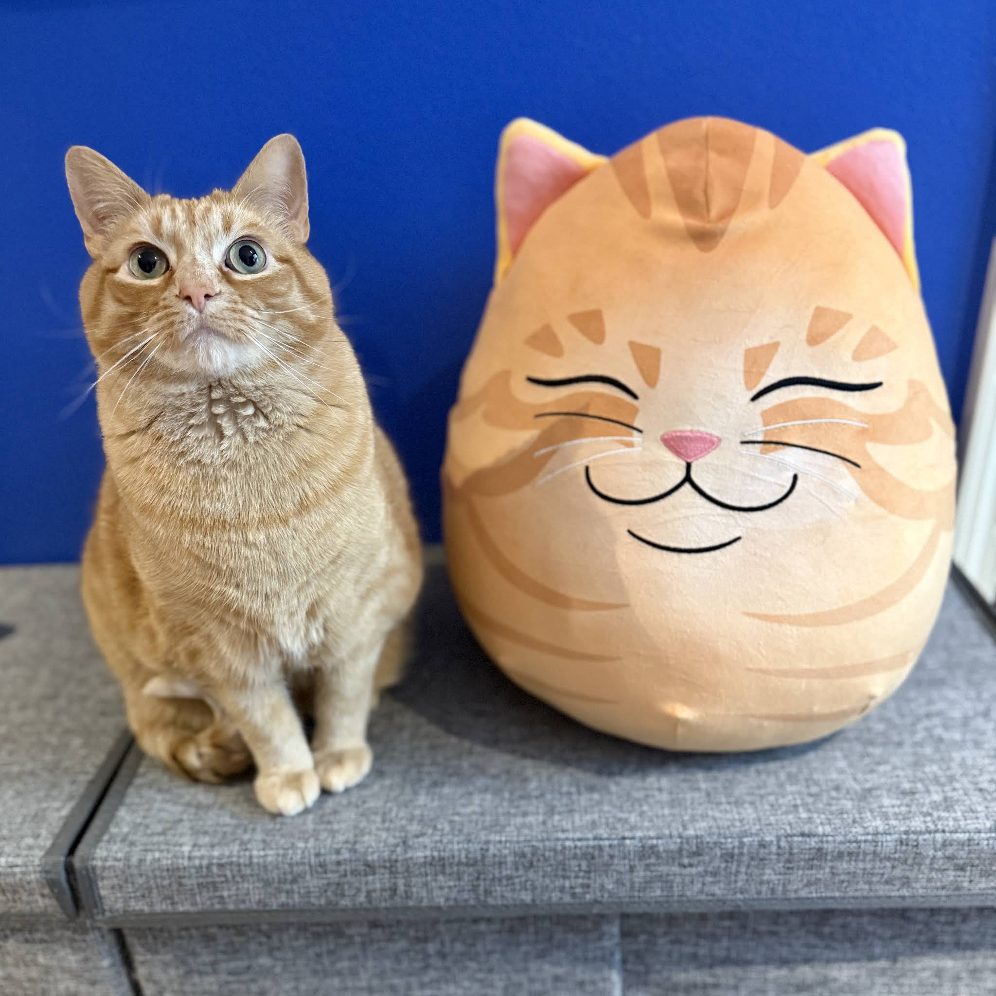 Post from Mauren | Cat Lady Tails