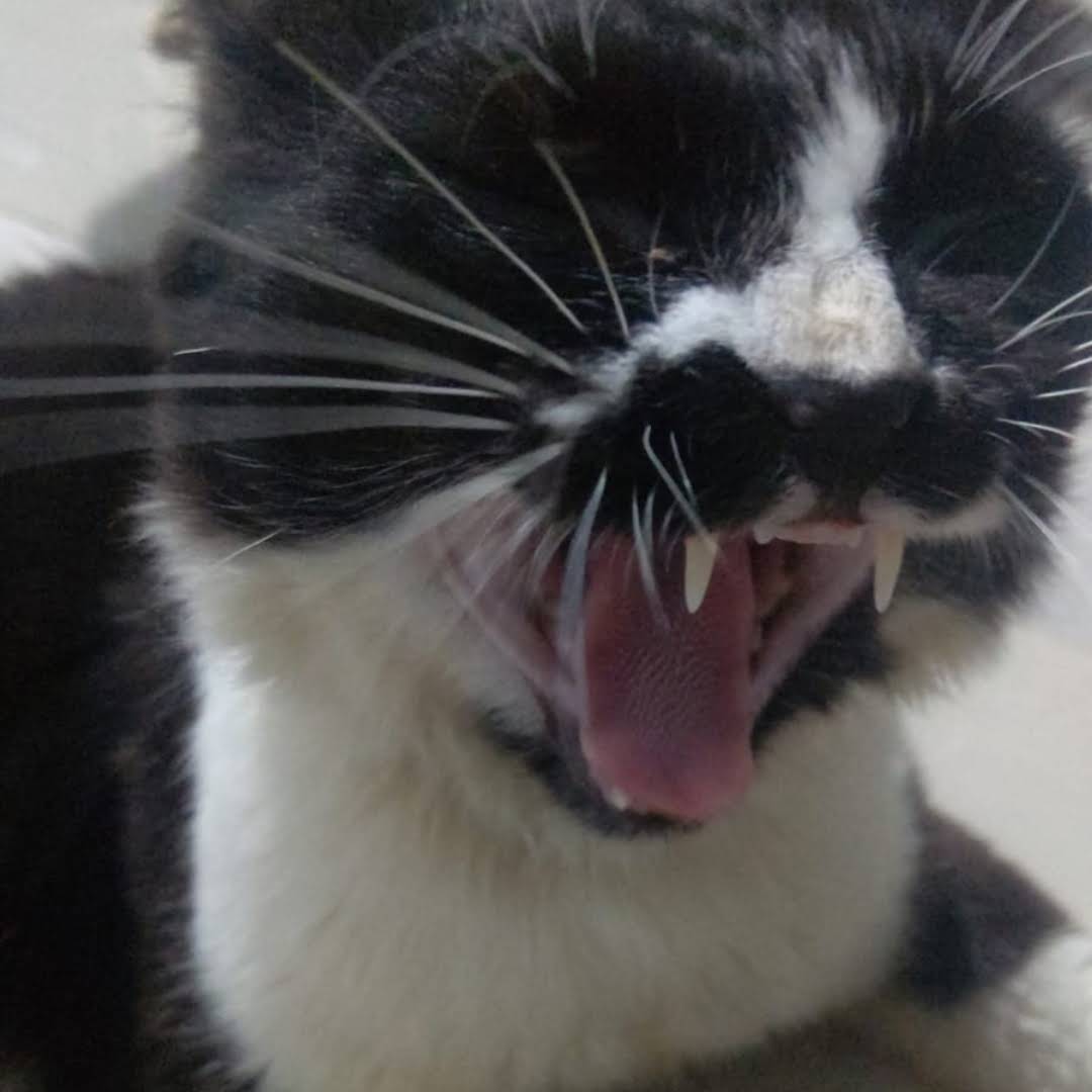 Post from Meowji
