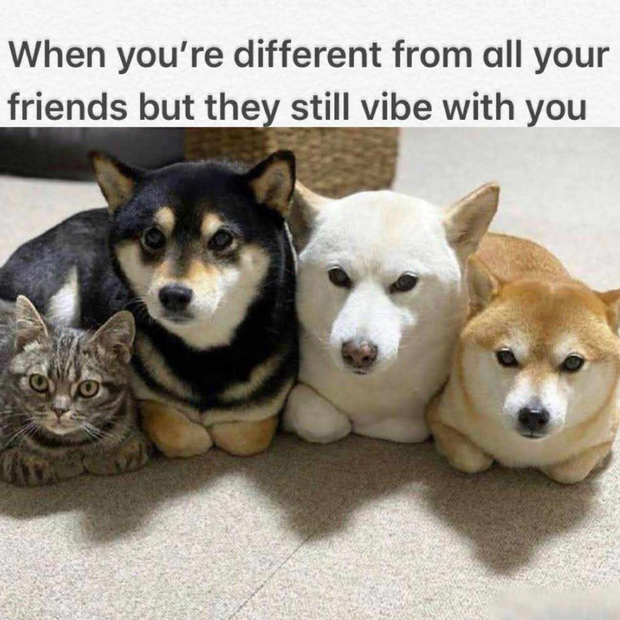 Post from Connor Pugs