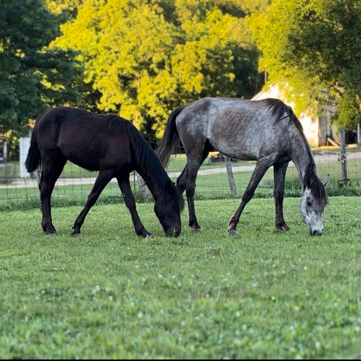 Post from Homestead Horsemanship