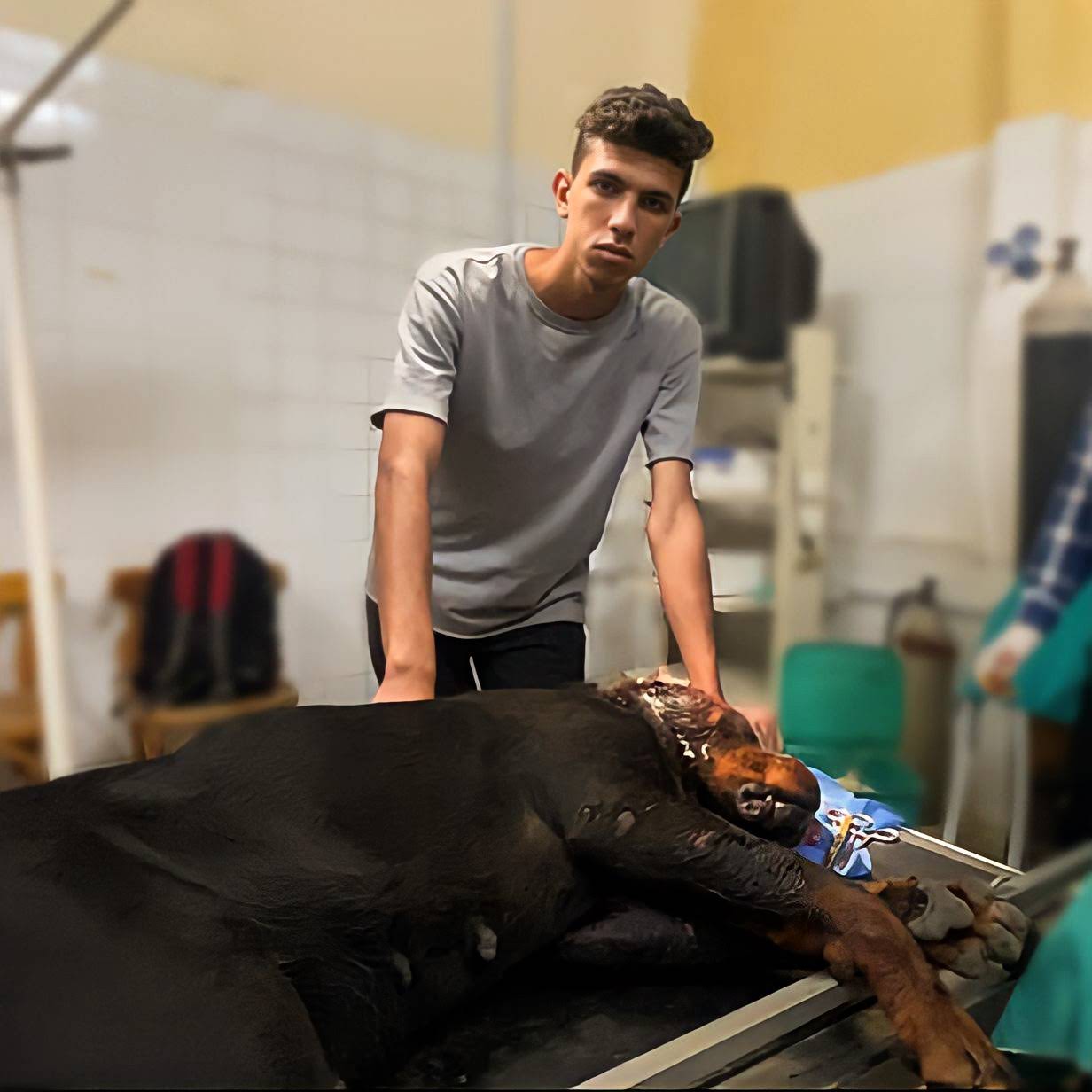 Post from Omar Ahmed - Animals