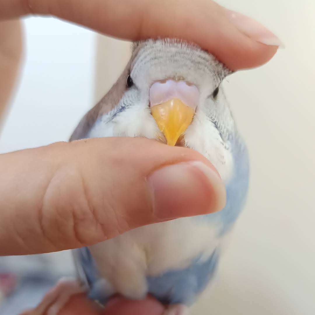 Post from Bird's Aya