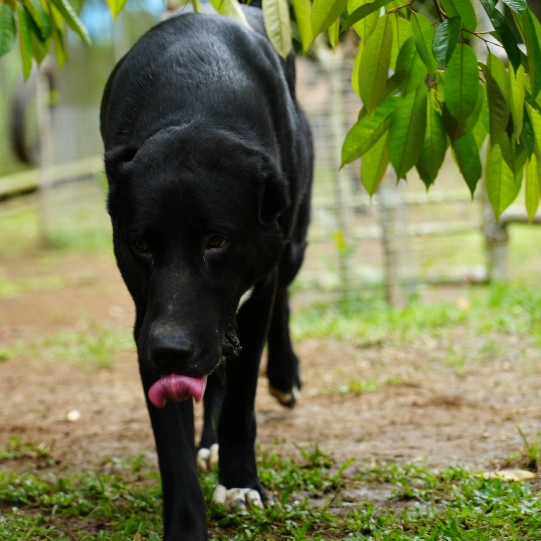 Post from Supero Dog Farm
