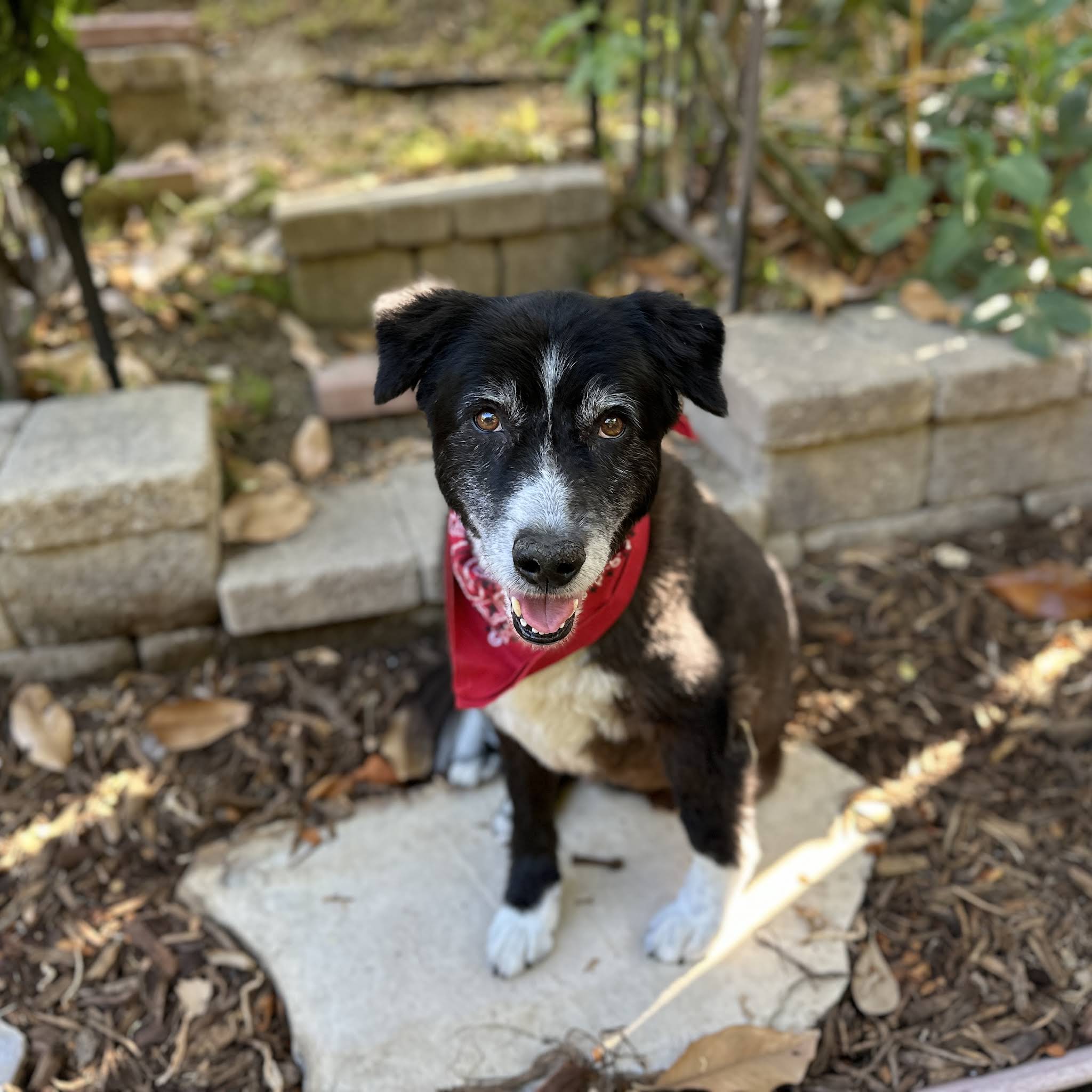 Post from CaliKim29 Garden & Home DIY