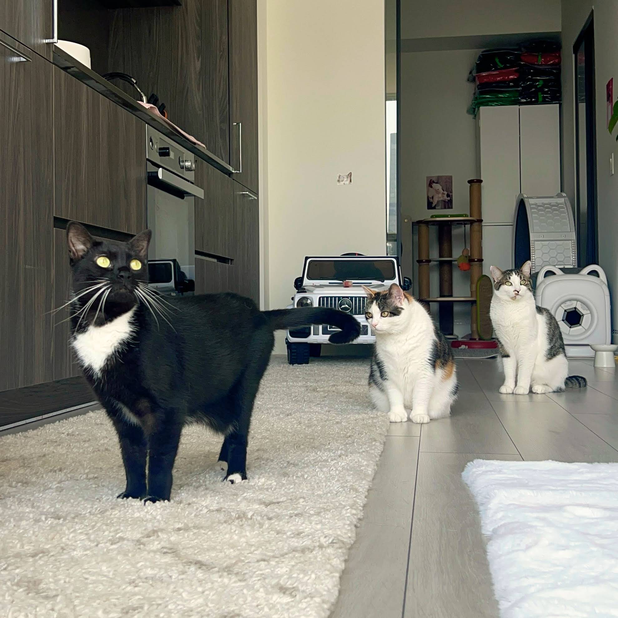 Post from Elie the hallway cat