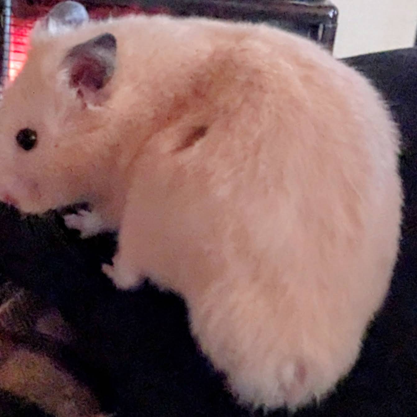Post from ハムスタージャックチャンネル2 -Hamster jack channel2-