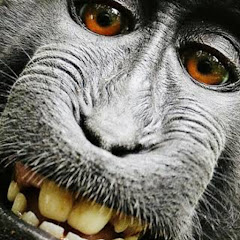 Toby monkey boy Realtime YouTube Live Subscriber Counter 🔥 — Livecounts.io