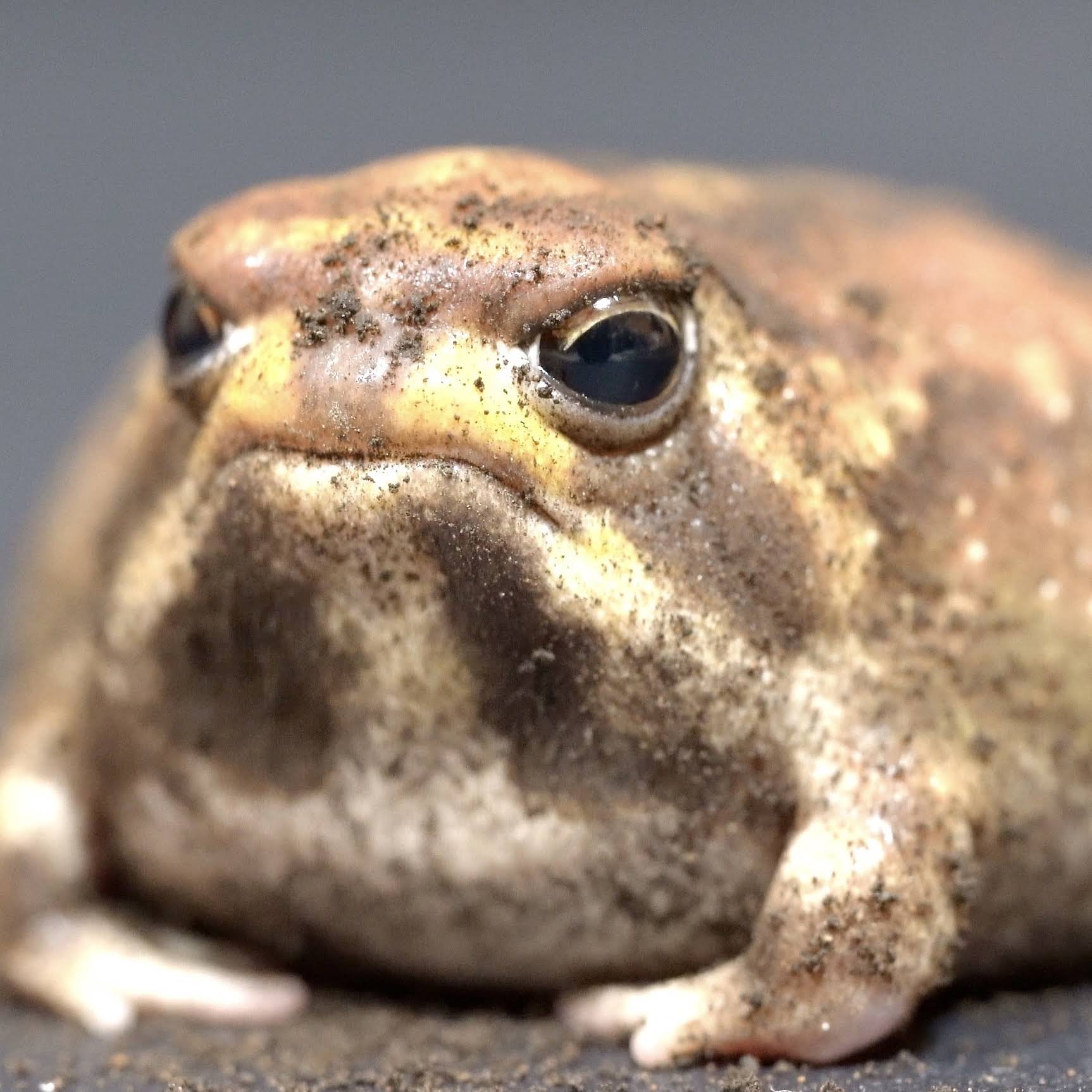 Post from Frog Pamper Moony Plus