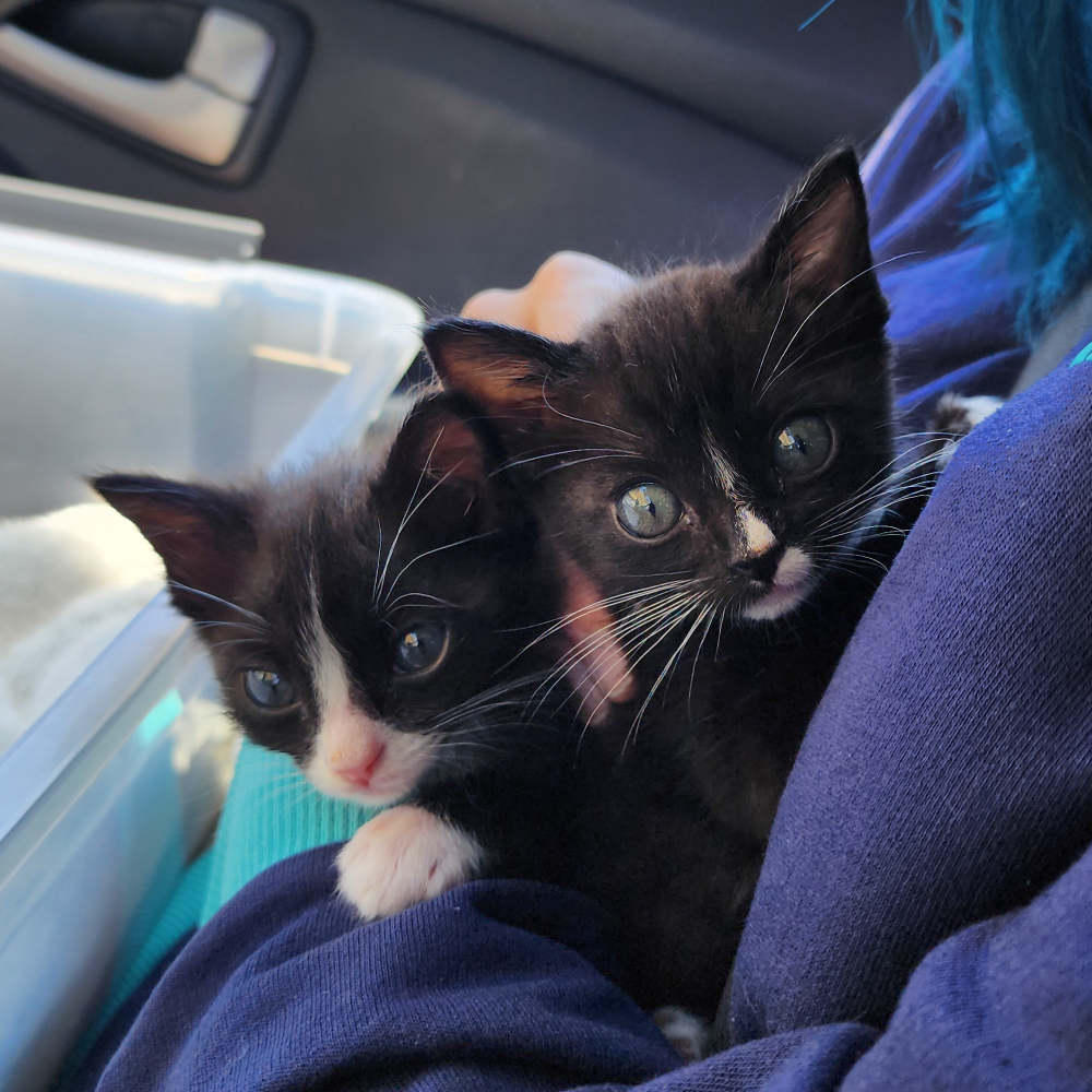 Post from Little Remy Food 🐭🍝