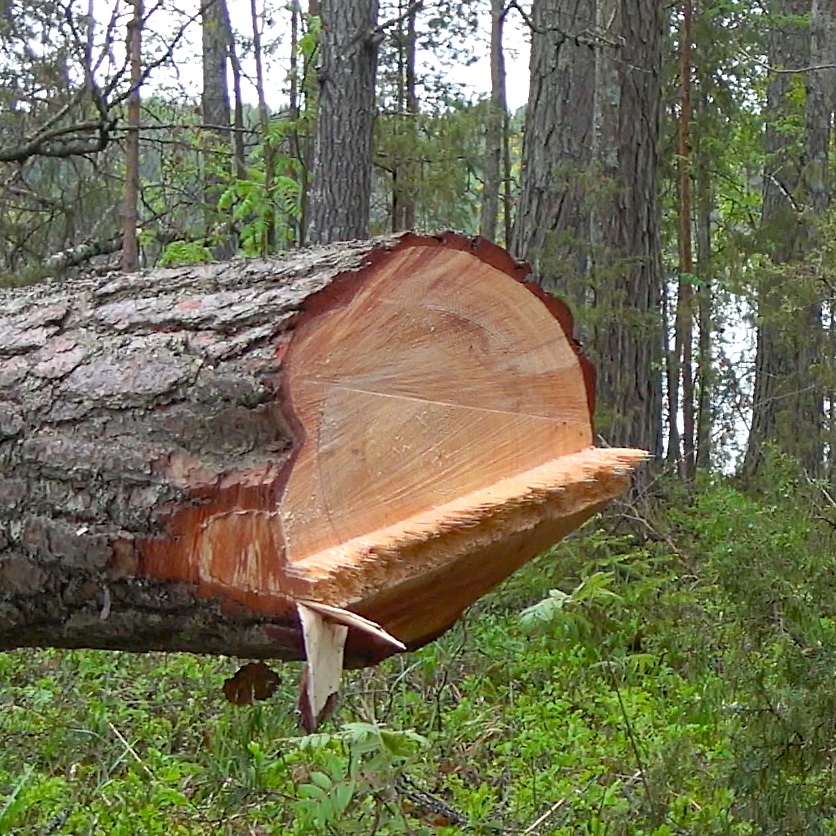 Post from Finnish Lumberjack