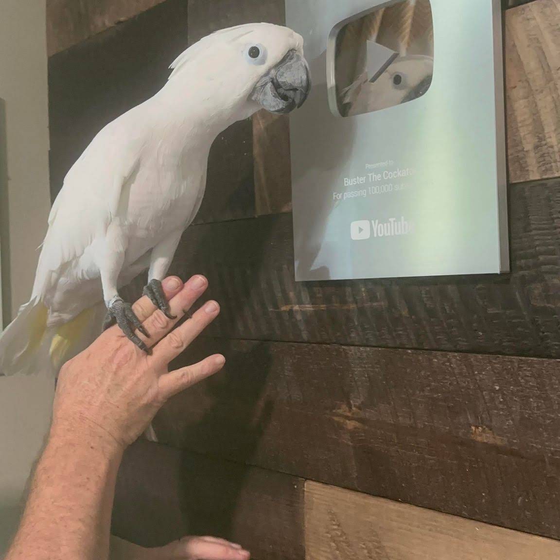Post from Buster The Cockatoo